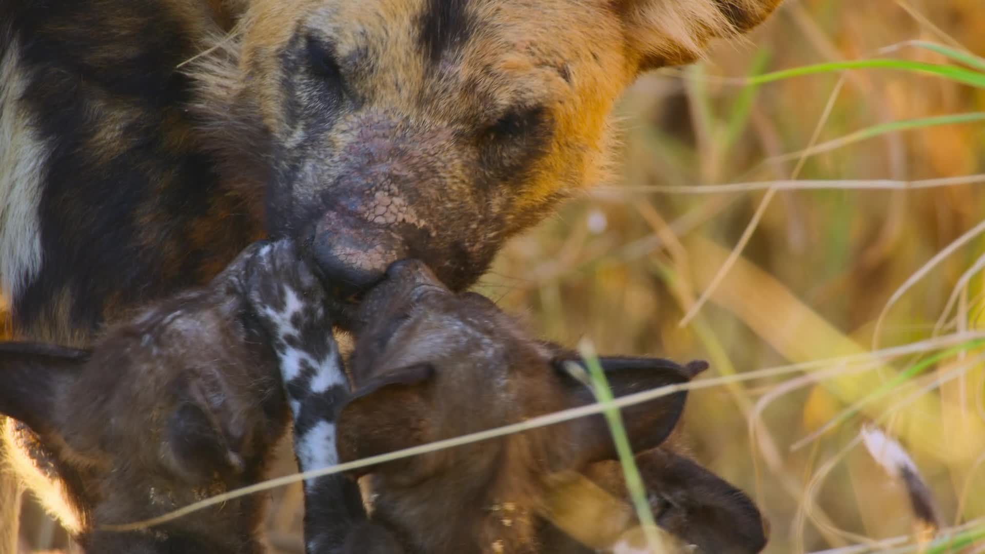 Divoka zvirata Animal S01E01 CZ dabing HD 1080p 2.71 GB online ke ...